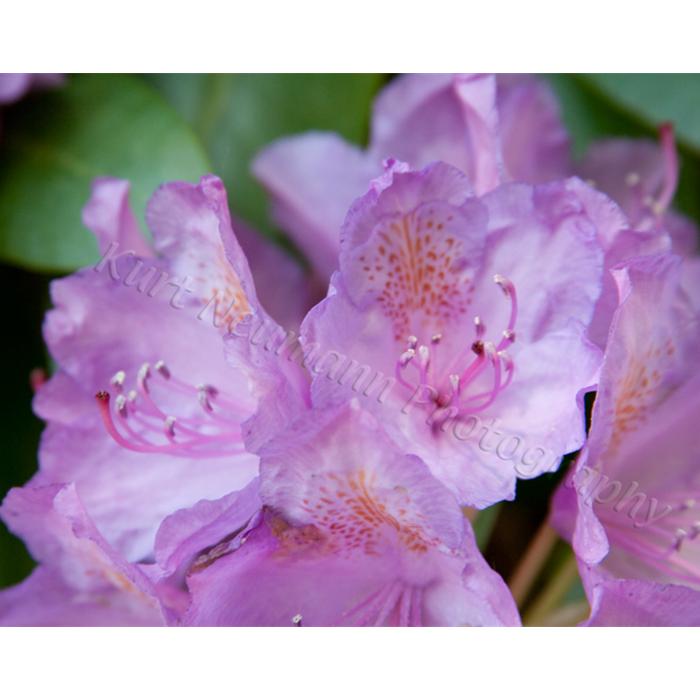 Violets 4 by Kurt Neumann – Frame It Waban Gallery